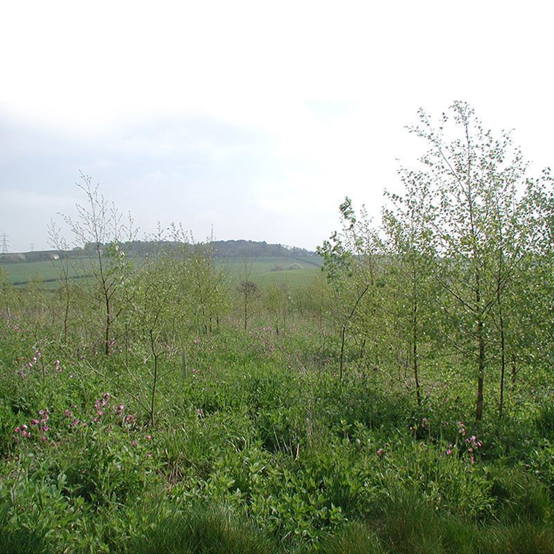 Mini Forest & Copse Mixed Tree Pack - Woodland Trust | Woodland Trust Shop