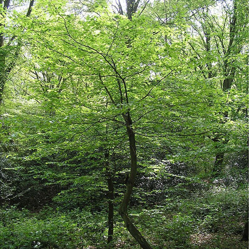 Hornbeam Trees & Hedges (Carpinus betulus) - Woodland Trust | Woodland ...