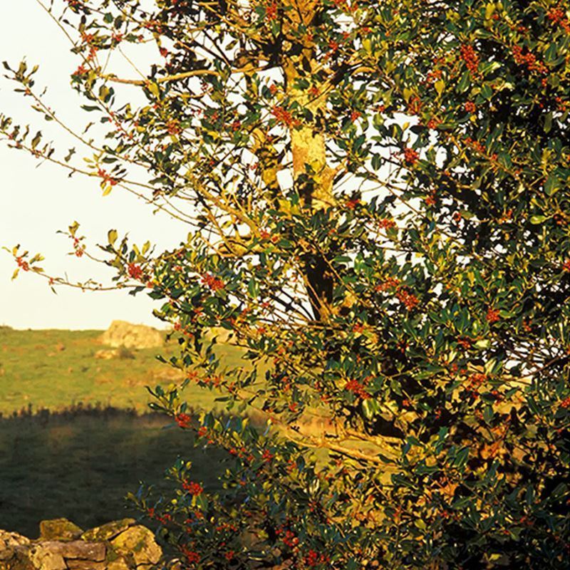 Native Scottish Tree Mix Pack - Woodland Trust | Woodland Trust Shop