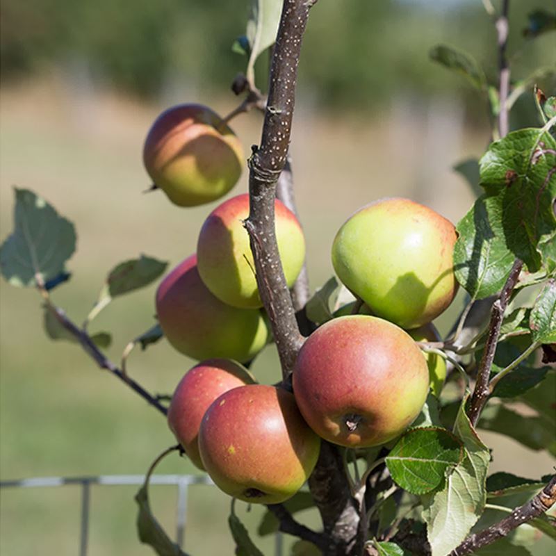 British Fruit Trees For Sale: Wild Harvest Pack - Woodland Trust ...