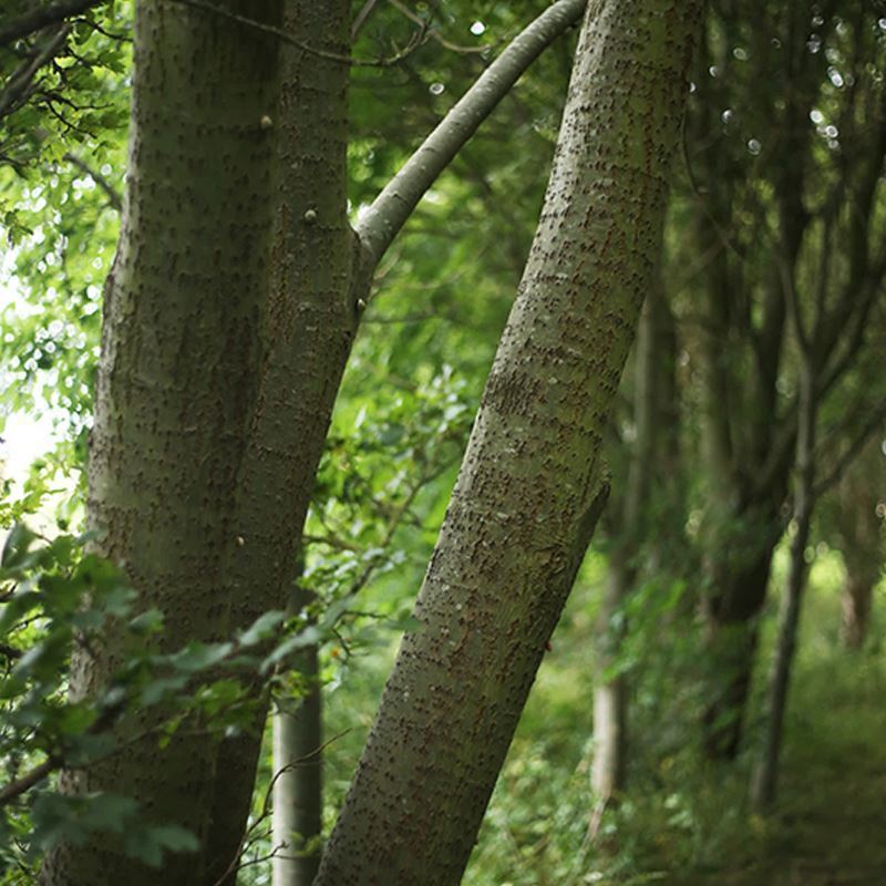 Buy a wild wood tree pack - Woodland Trust Shop | Woodland Trust Shop