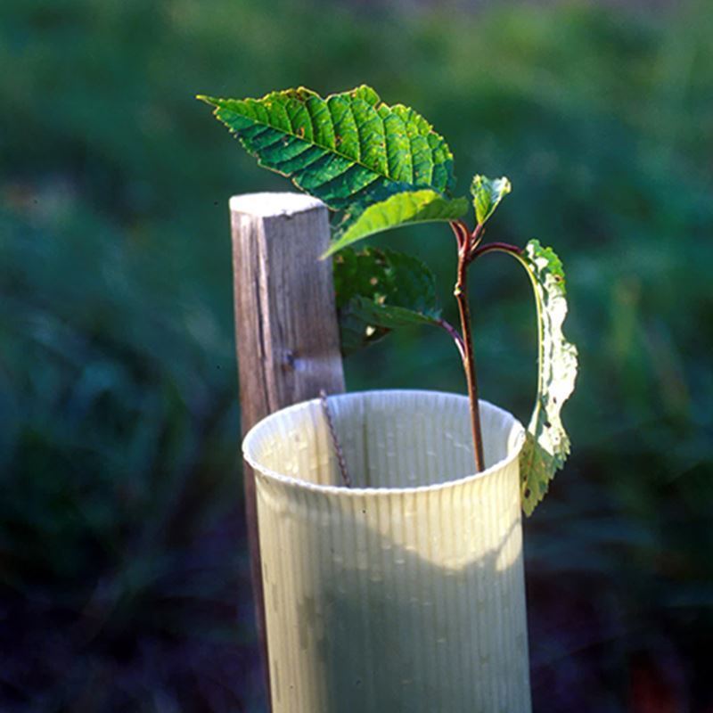 Buy tubes and stakes - Woodland Trust Shop | Woodland Trust Shop