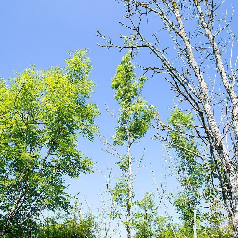 Buy targeting tree disease packs - Woodland Trust Shop | Woodland Trust Shop