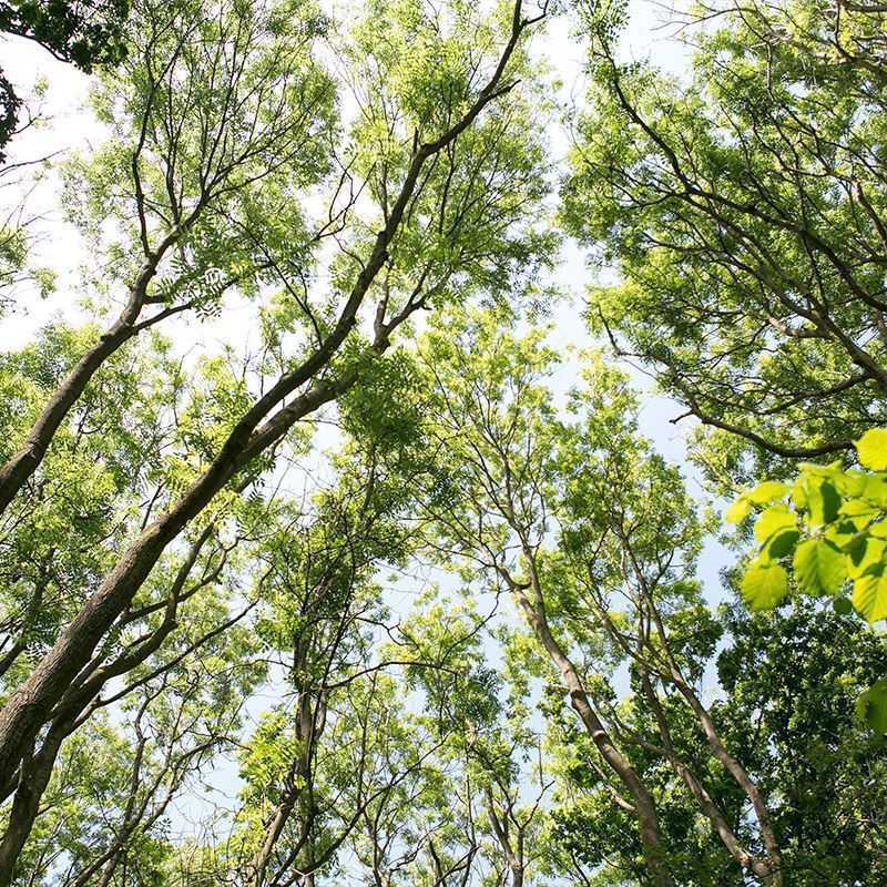 Buy targeting tree disease packs - Woodland Trust Shop | Woodland Trust Shop