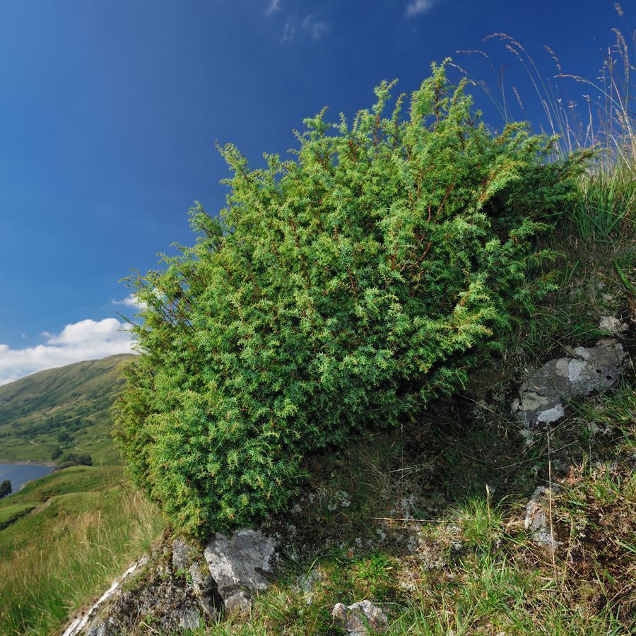 Juniper Trees (Juniperus communis) For Sale - Woodland Trust | Woodland ...