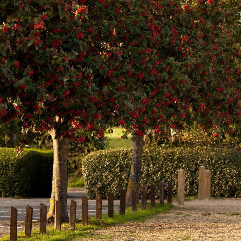 Buy urban tree packs - Woodland Trust Shop|Woodland Trust Shop