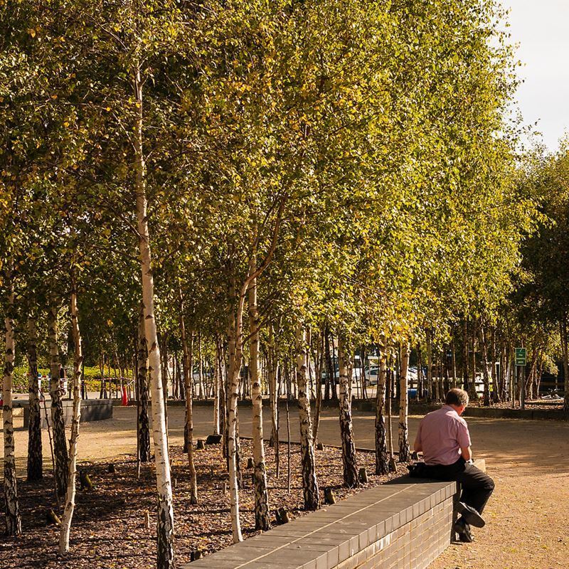 Buy urban tree packs - Woodland Trust Shop|Woodland Trust Shop