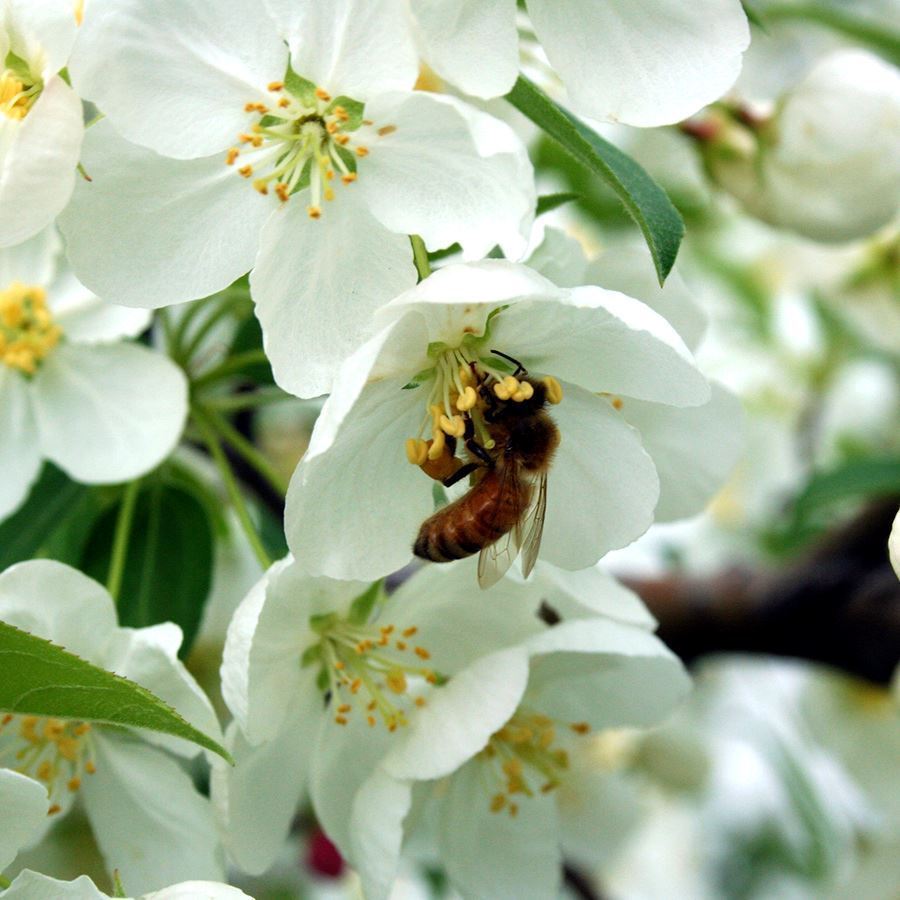 Buy a bee friendly garden mix - Woodland Trust Shop | Woodland Trust Shop
