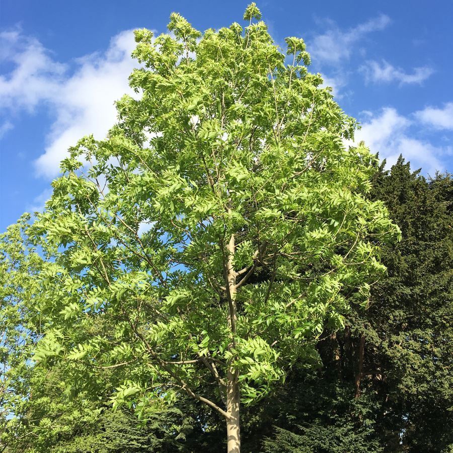 Ash trees - Woodland Trust Shop | Woodland Trust Shop