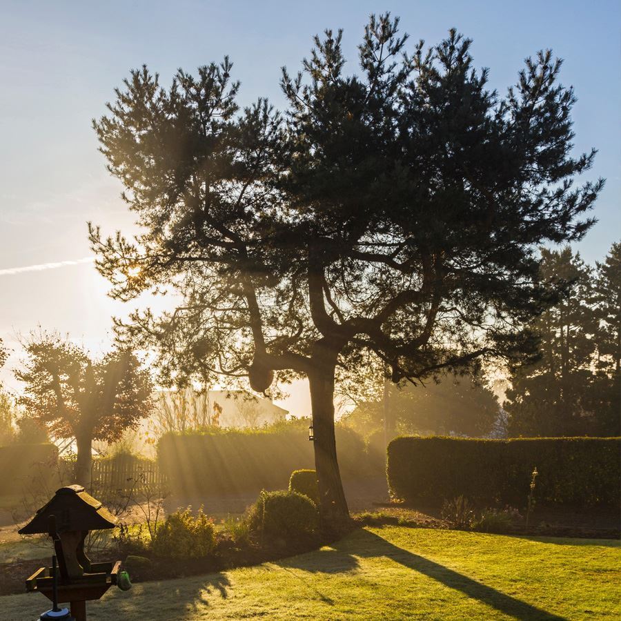 Scots Pine - Woodland Trust Shop | Woodland Trust Shop