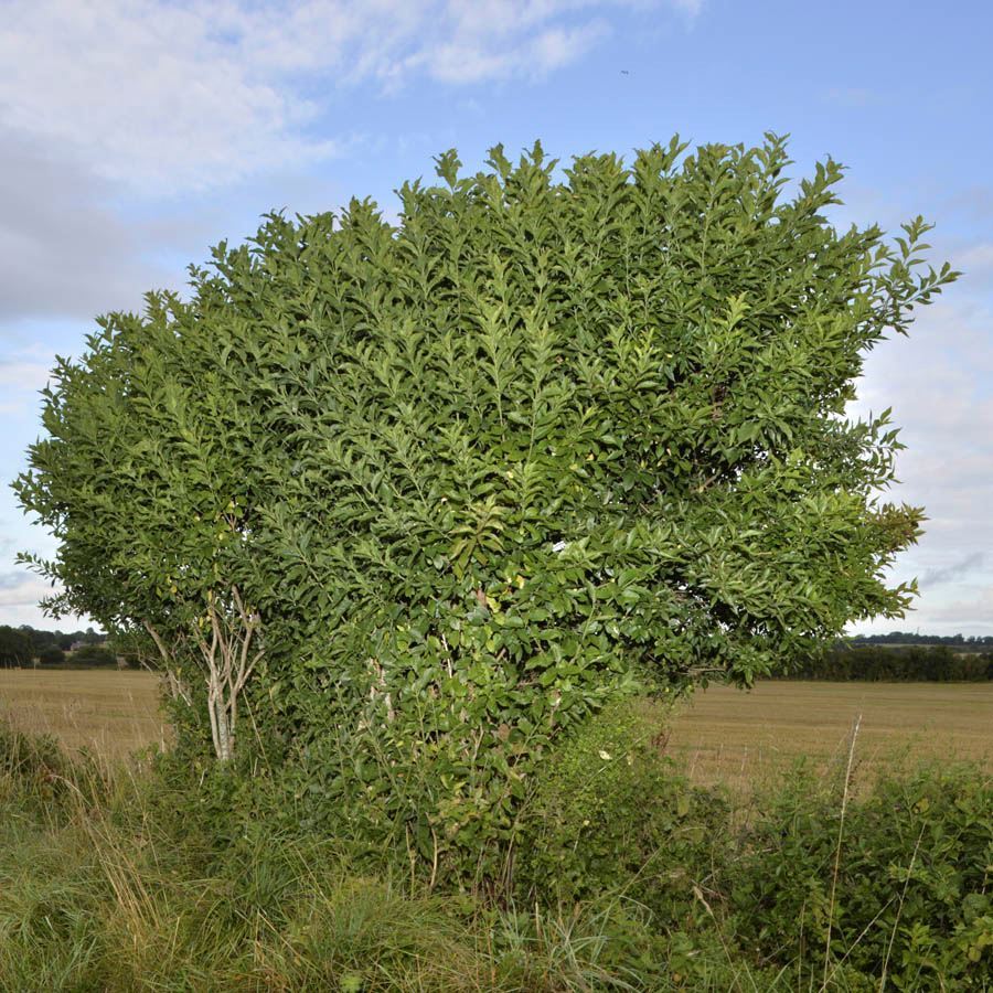 Spindle Tree (Euonymus europaea) For Sale - Woodland Trust | Woodland ...