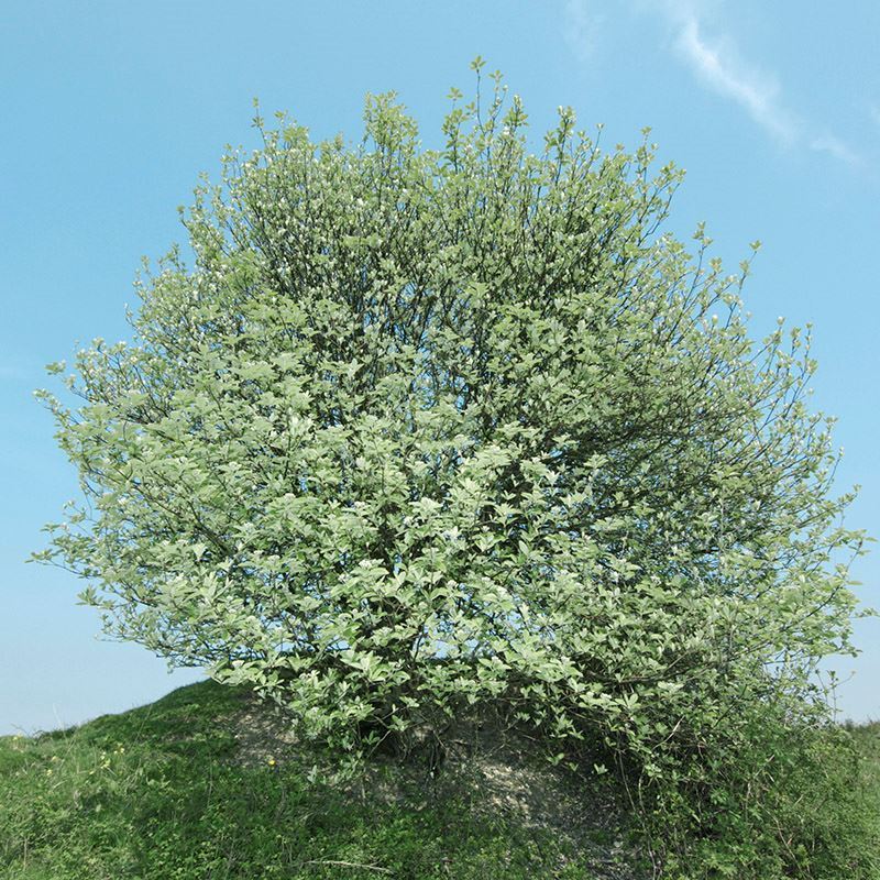 Whitebeam Tree (Sorbus aria) For Sale - Woodland Trust | Woodland Trust ...