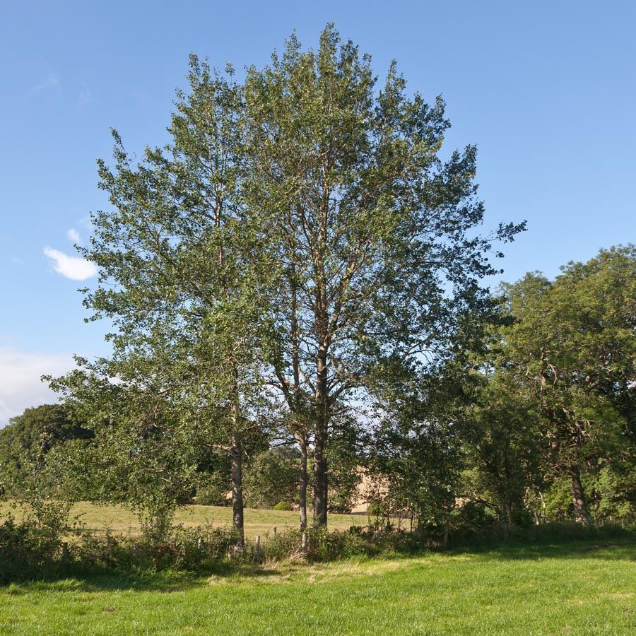 Aspen Tree (Populus tremula) For Sale - Woodland Trust | Woodland Trust ...