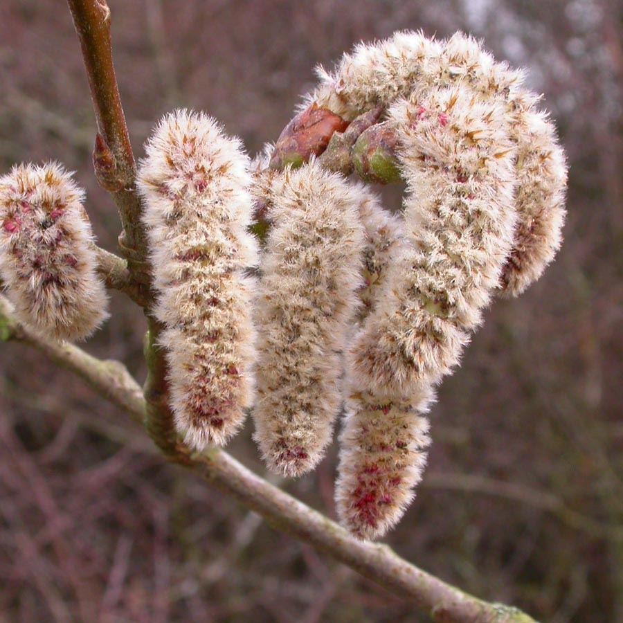 Aspen Tree (Populus tremula) For Sale - Woodland Trust | Woodland Trust ...