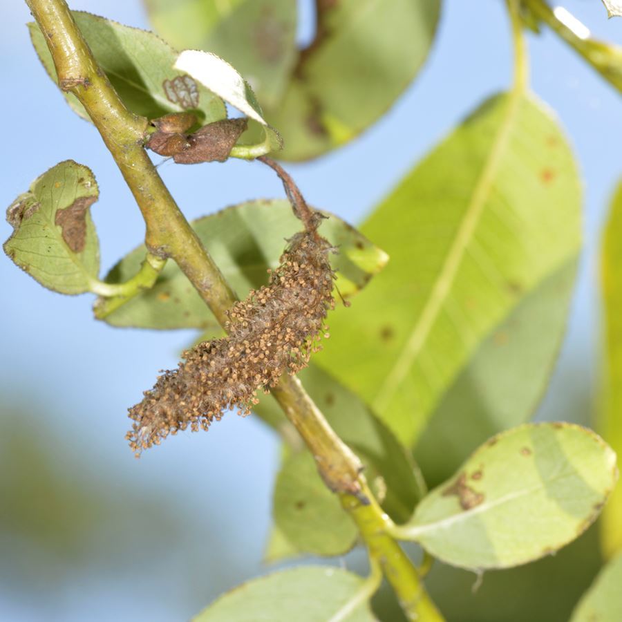 Bay Willow Tree (Salix pentandra) For Sale - Woodland Trust | Woodland ...