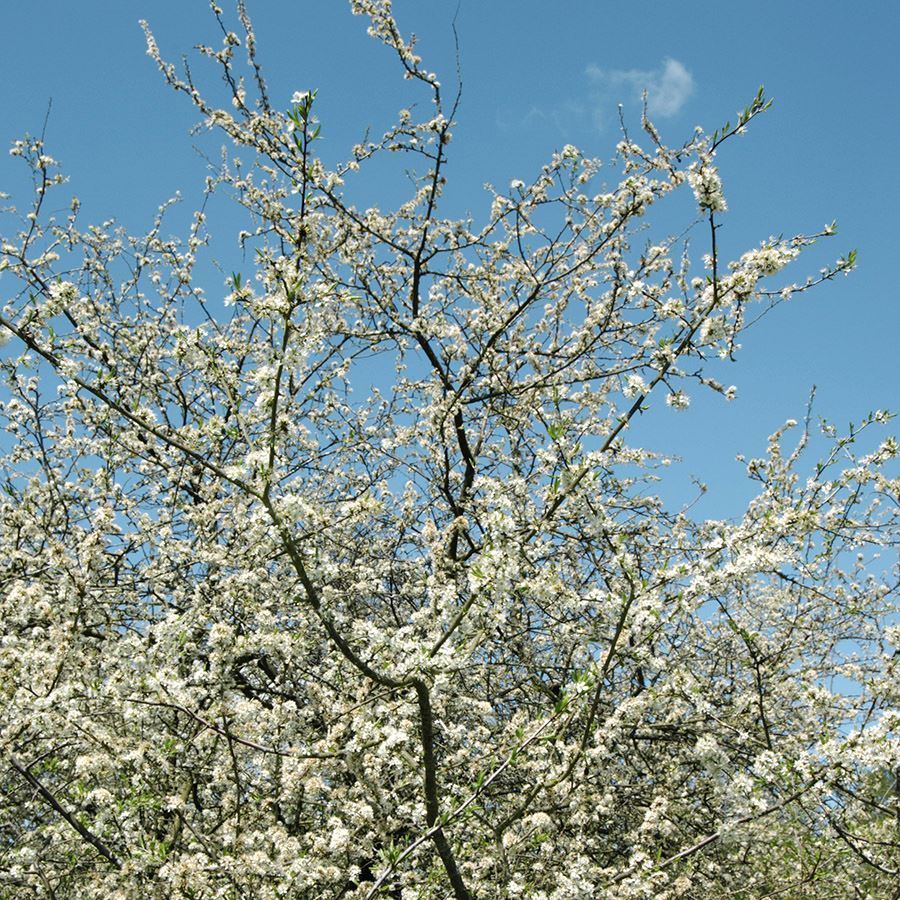 Fruit and Nut Tree Mix - Woodland Trust Shop | Woodland Trust Shop