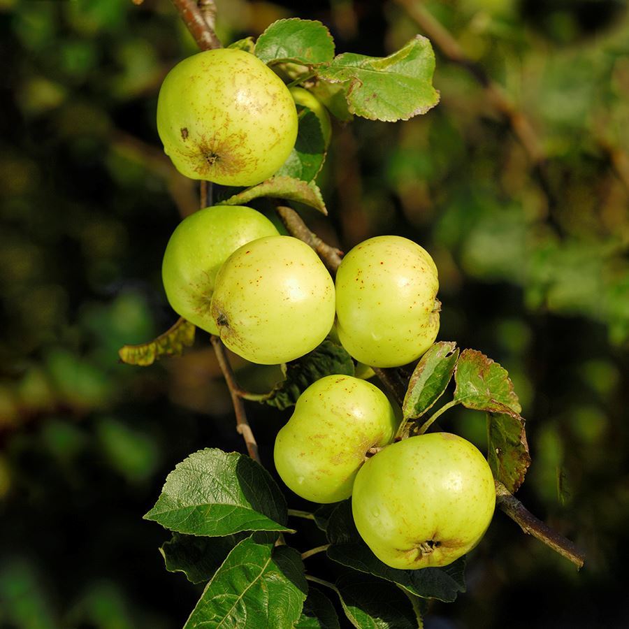 Fruit and Nut Tree Mix - Woodland Trust Shop | Woodland Trust Shop