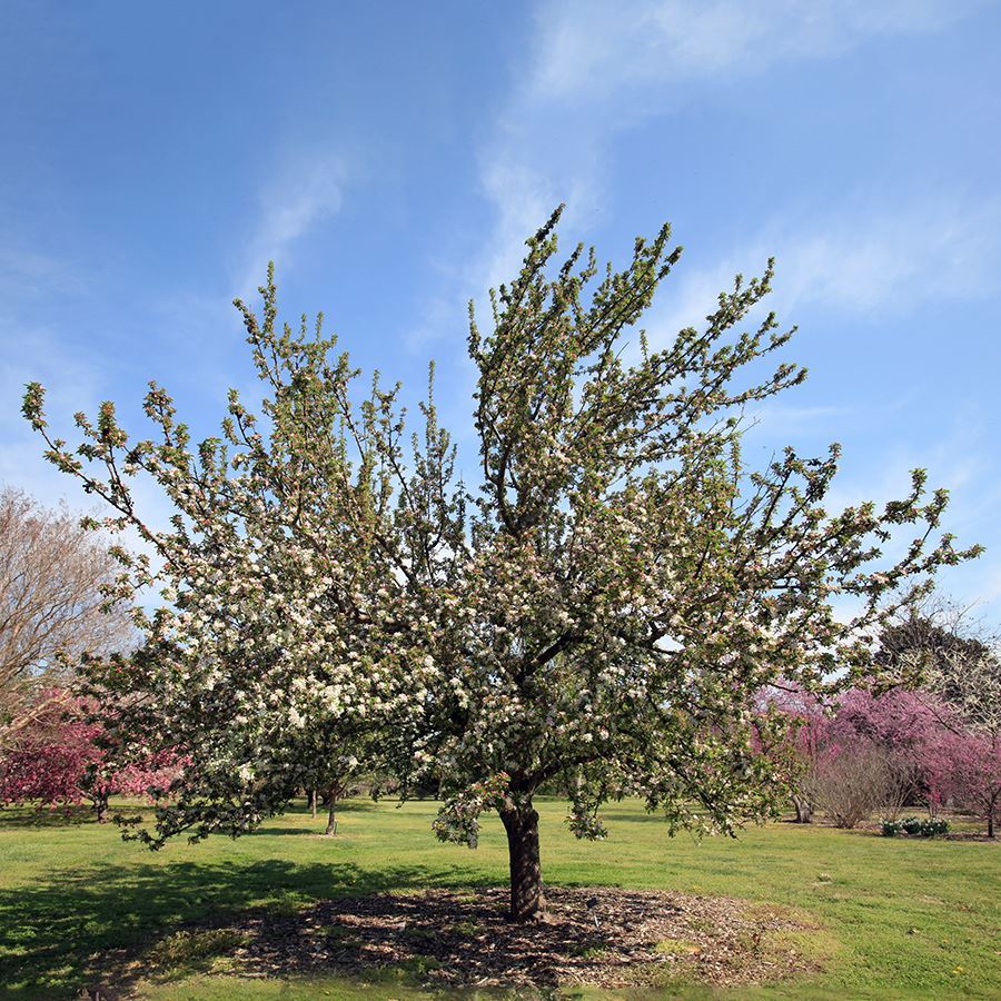 Fruit and Nut Tree Mix - Woodland Trust Shop | Woodland Trust Shop