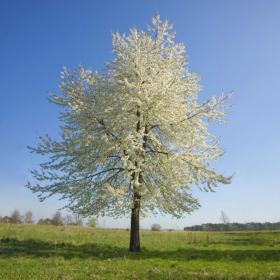 Fruit and Nut Tree Mix - Woodland Trust Shop | Woodland Trust Shop