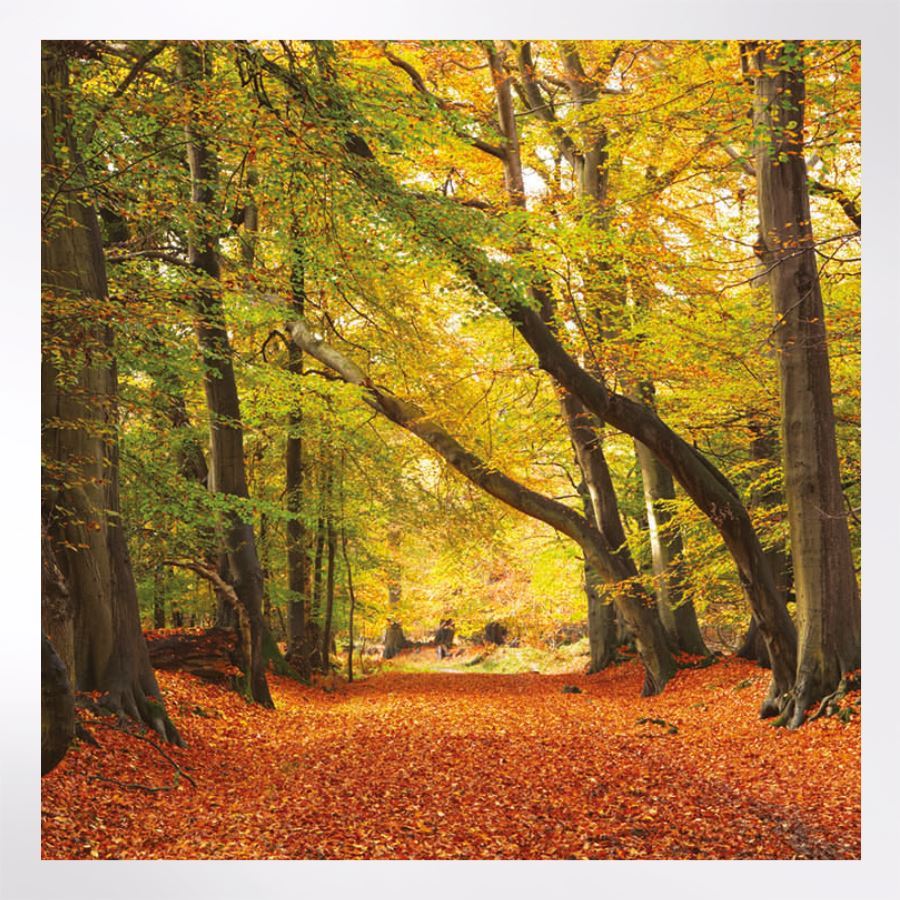 Woodland Trust notelets - woodland - Woodland Trust shop | Woodland ...