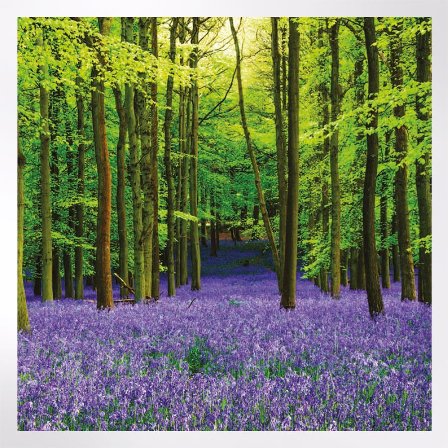 Woodland Trust notelets - woodland - Woodland Trust shop | Woodland ...