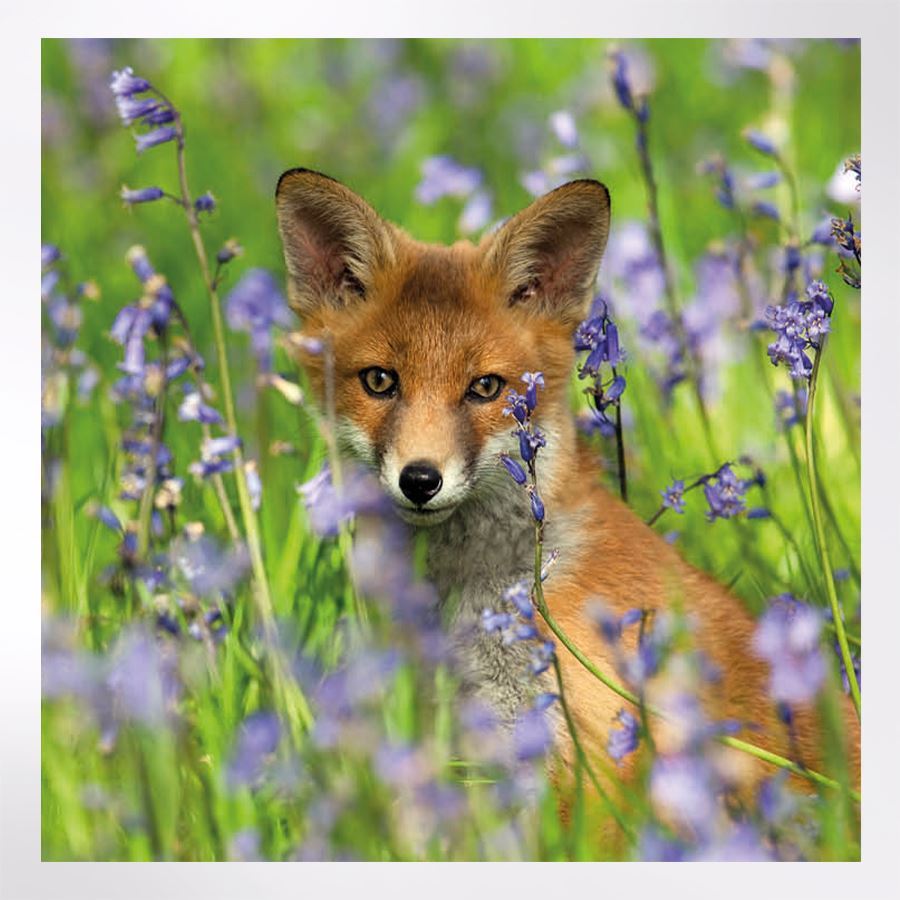 Woodland Trust Wildlife Charity Notelets | Woodland Trust Shop