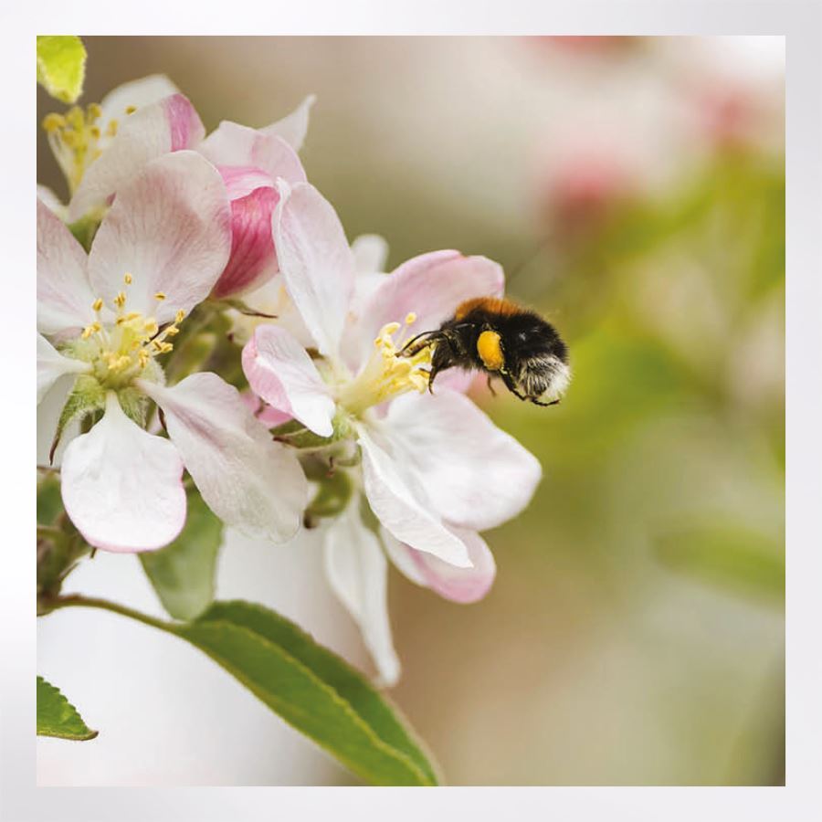 Woodland Trust Wildlife Charity Notelets | Woodland Trust Shop