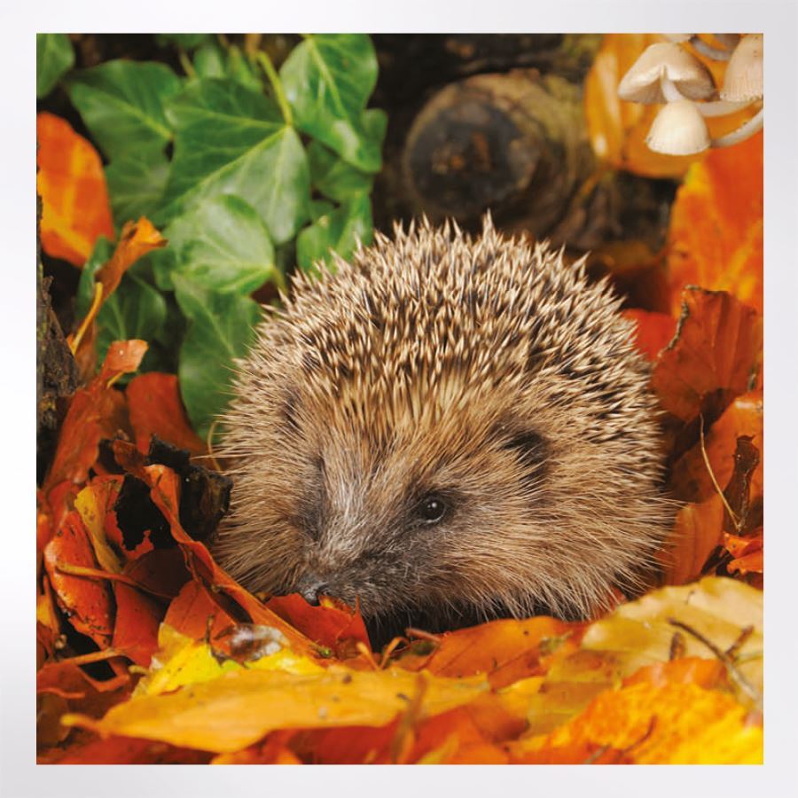 Woodland Trust Wildlife Charity Notelets | Woodland Trust Shop