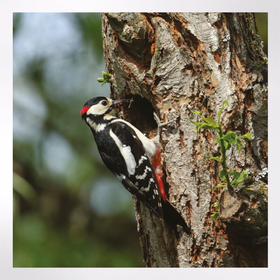 Woodland Trust Wildlife Charity Notelets | Woodland Trust Shop