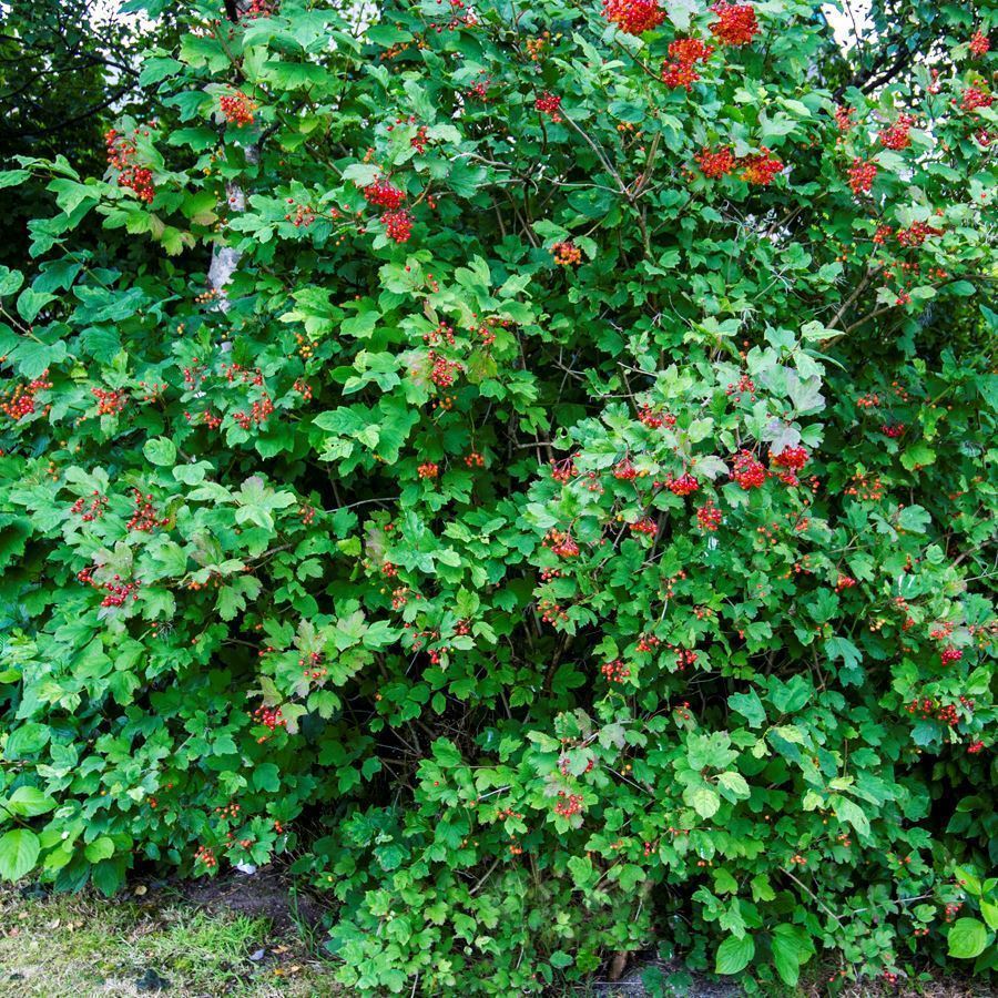 Guelder Rose (Salix cinerea) For Sale - Woodland Trust | Woodland Trust ...