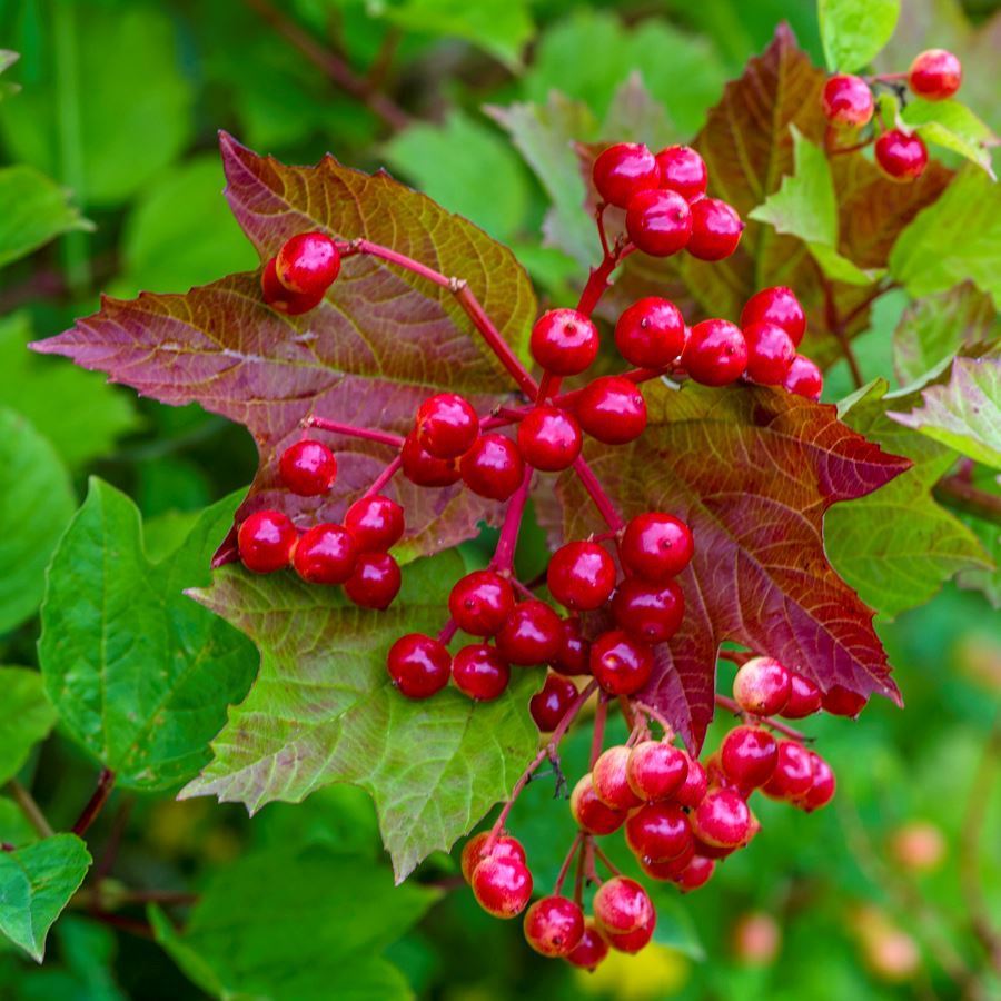 Guelder Rose (Salix cinerea) For Sale - Woodland Trust | Woodland Trust ...