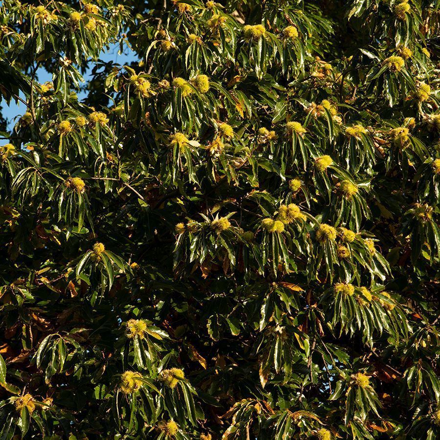 Buy sweet chestnut trees - Woodland Trust Shop | Woodland Trust Shop