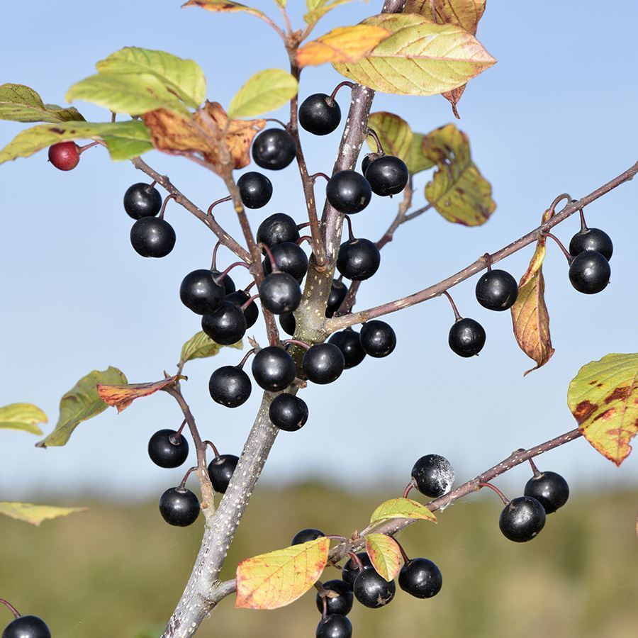 Buy alder buckthorn trees - Woodland Trust Shop | Woodland Trust Shop