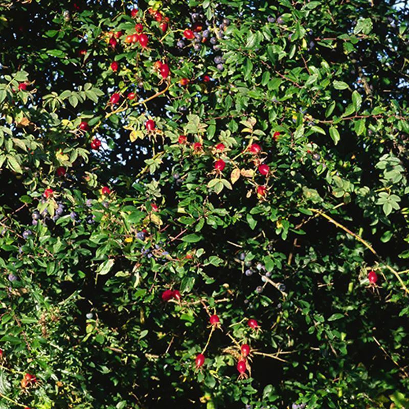 Hedge mixes - Woodland Trust | Woodland Trust Shop