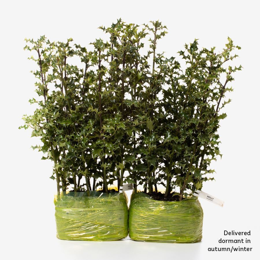 Holly Trees & Plants (Ilex aquifolium) For Sale - Woodland Trust ...