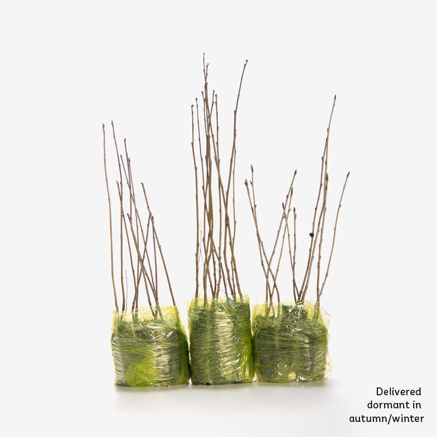 Mini Forest & Copse Mixed Tree Pack - Woodland Trust | Woodland Trust Shop