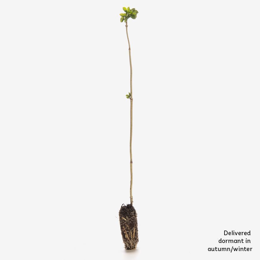 Buy Elder Trees (Sambucus nigra) - Woodland Trust | Woodland Trust Shop