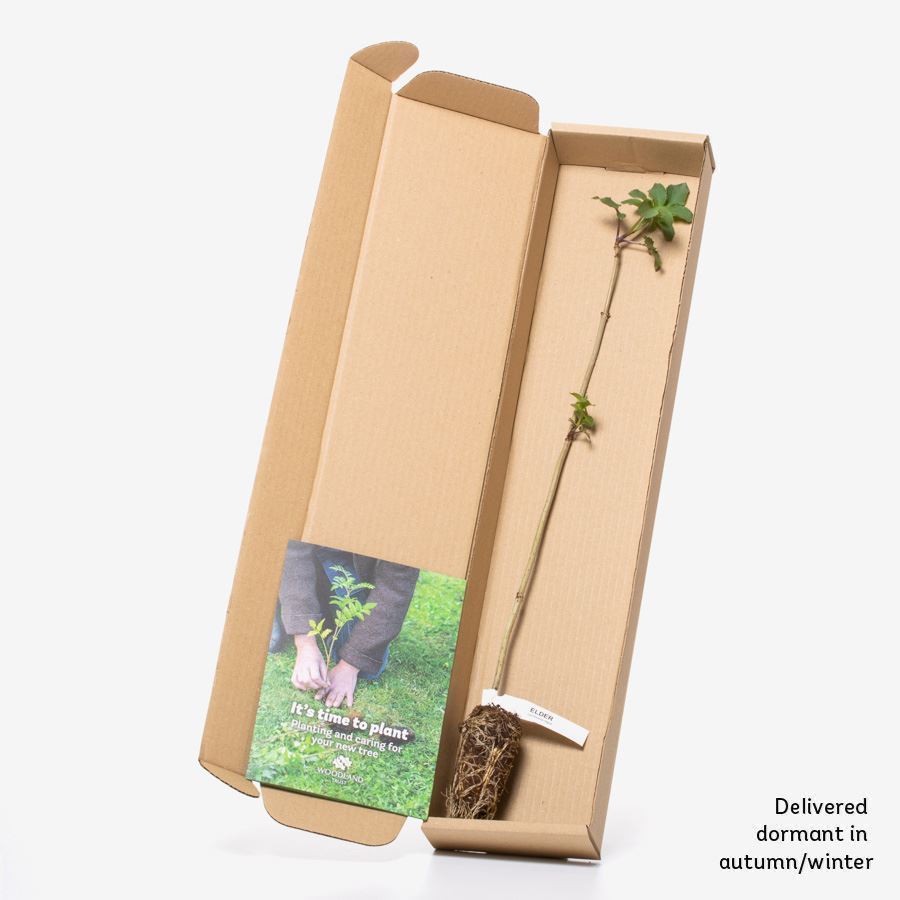 Buy Elder Trees (Sambucus nigra) - Woodland Trust | Woodland Trust Shop