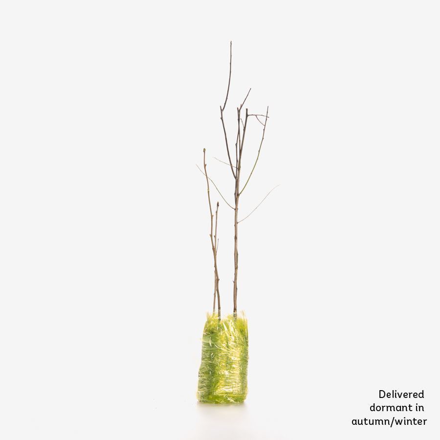 Fruit and Nut Tree Mix - Woodland Trust Shop | Woodland Trust Shop