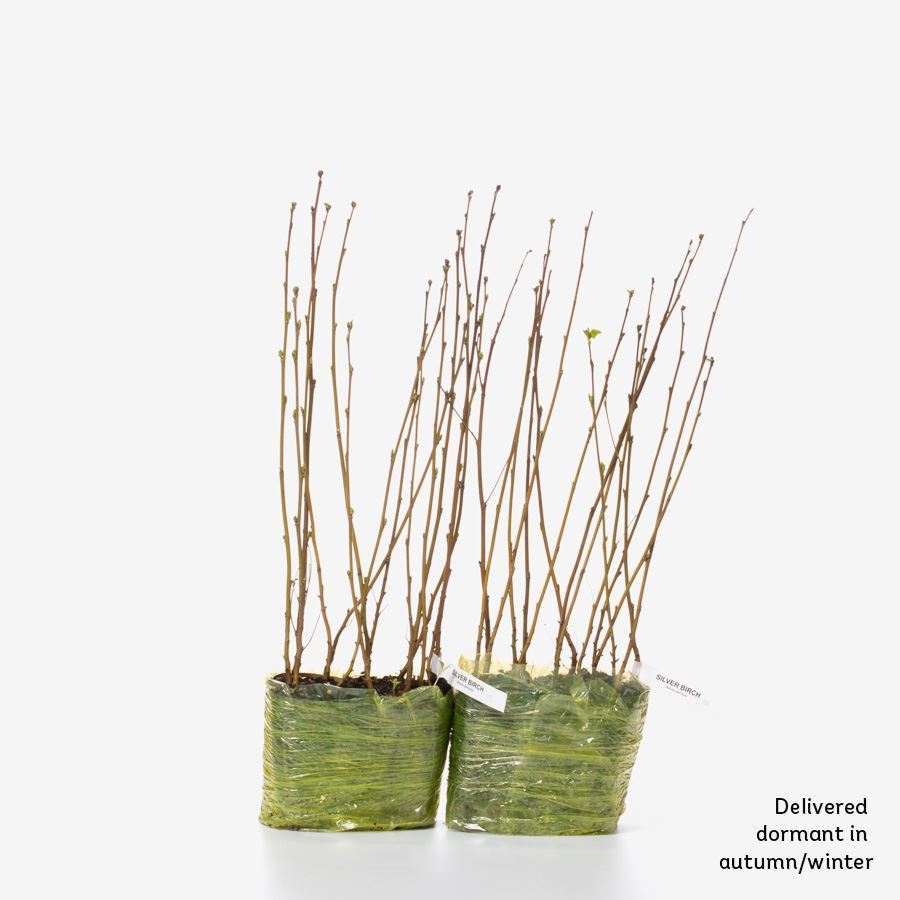 Buy small leaved lime (Tilia cordata) - Woodland Trust Shop | Woodland ...