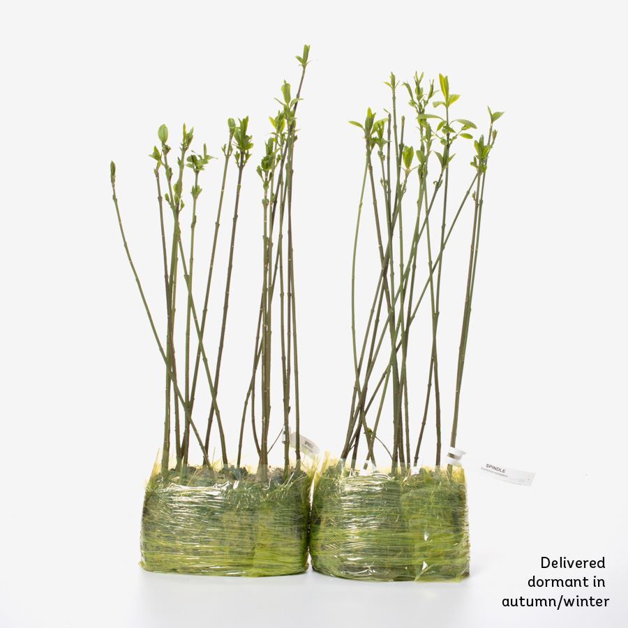 Spindle Tree (Euonymus europaea) For Sale - Woodland Trust | Woodland ...