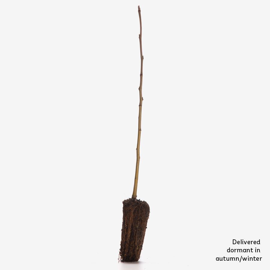 Buy sweet chestnut trees - Woodland Trust Shop | Woodland Trust Shop