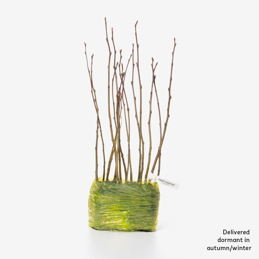 Buy sweet chestnut trees - Woodland Trust Shop | Woodland Trust Shop