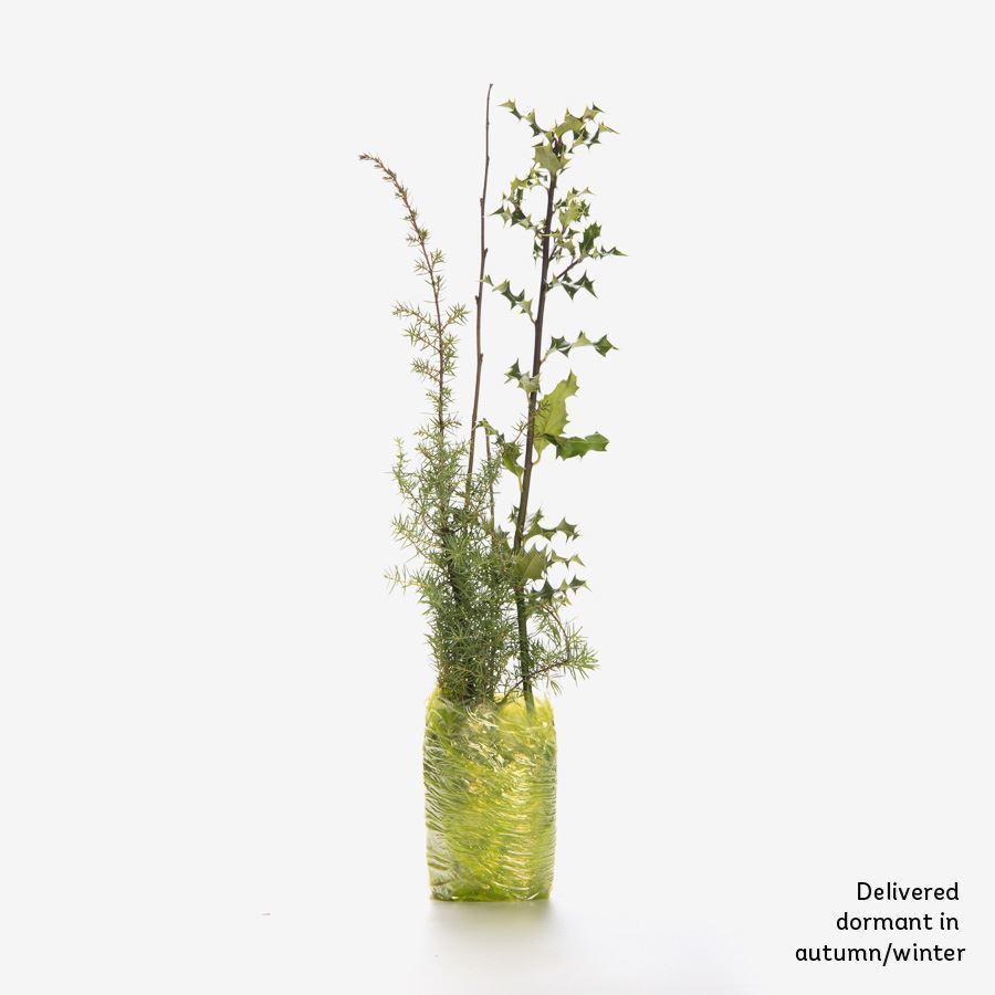 Native Scottish Tree Mix Pack - Woodland Trust | Woodland Trust Shop