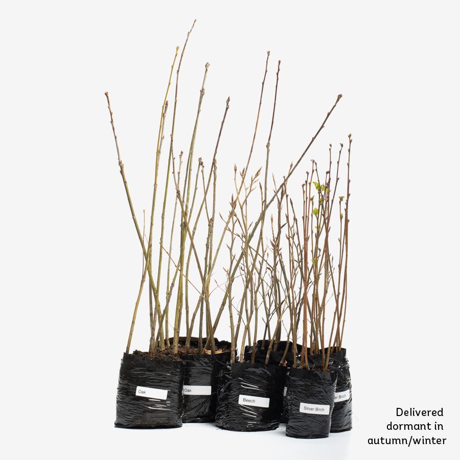 Buy targeting tree disease packs - Woodland Trust Shop | Woodland Trust Shop