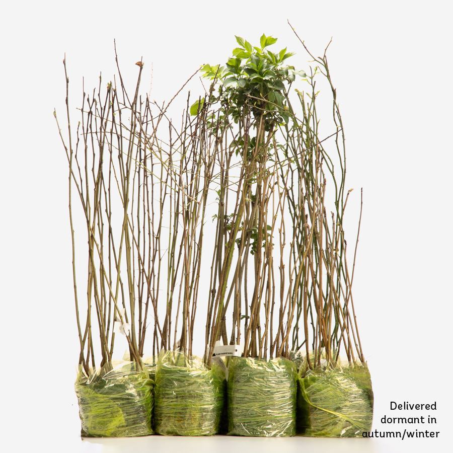 British Fruit Trees For Sale: Wild Harvest Pack - Woodland Trust ...