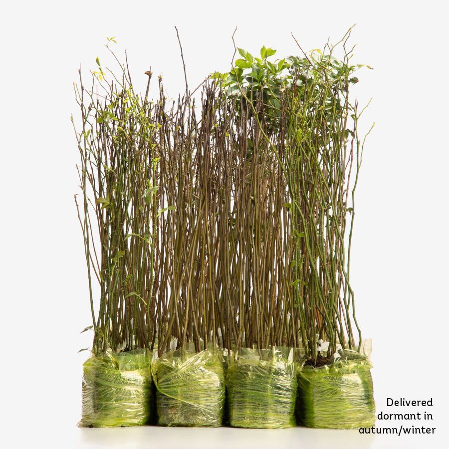 British Fruit Trees For Sale: Wild Harvest Pack - Woodland Trust ...