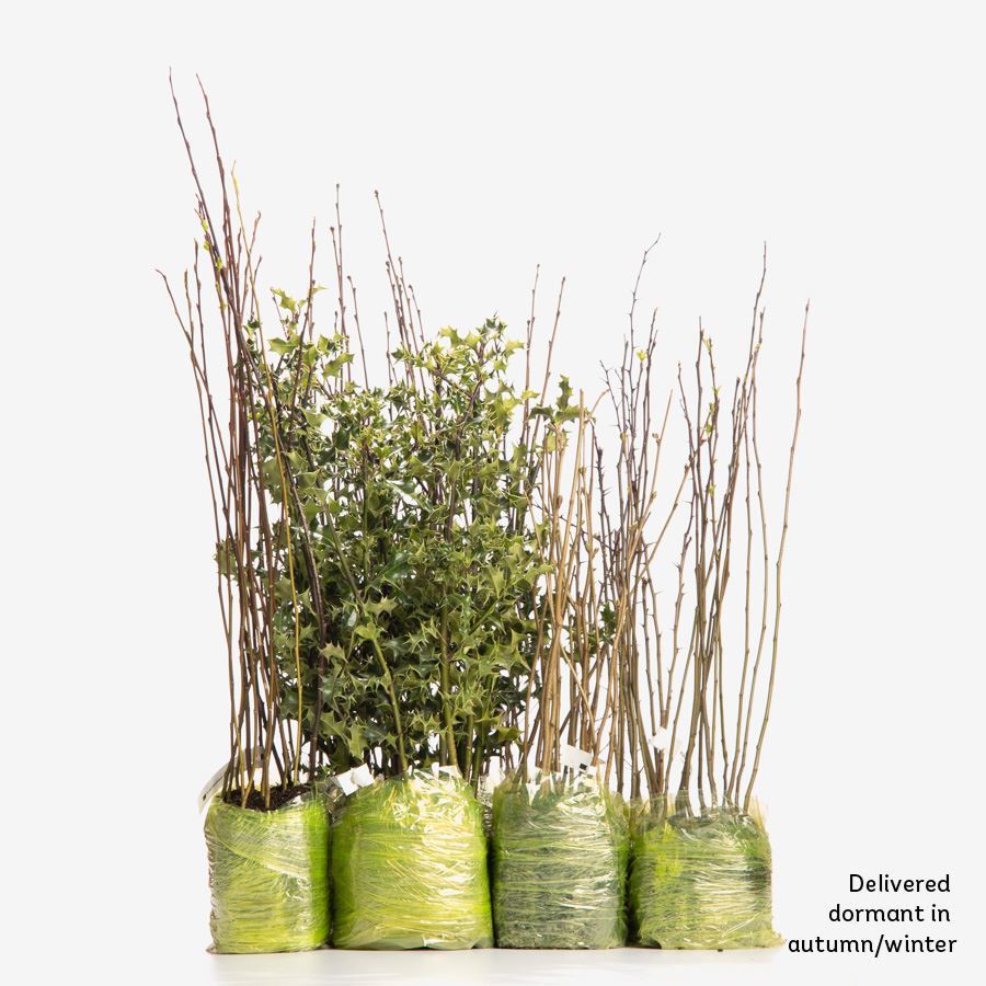 Buy a wild wood tree pack - Woodland Trust Shop | Woodland Trust Shop