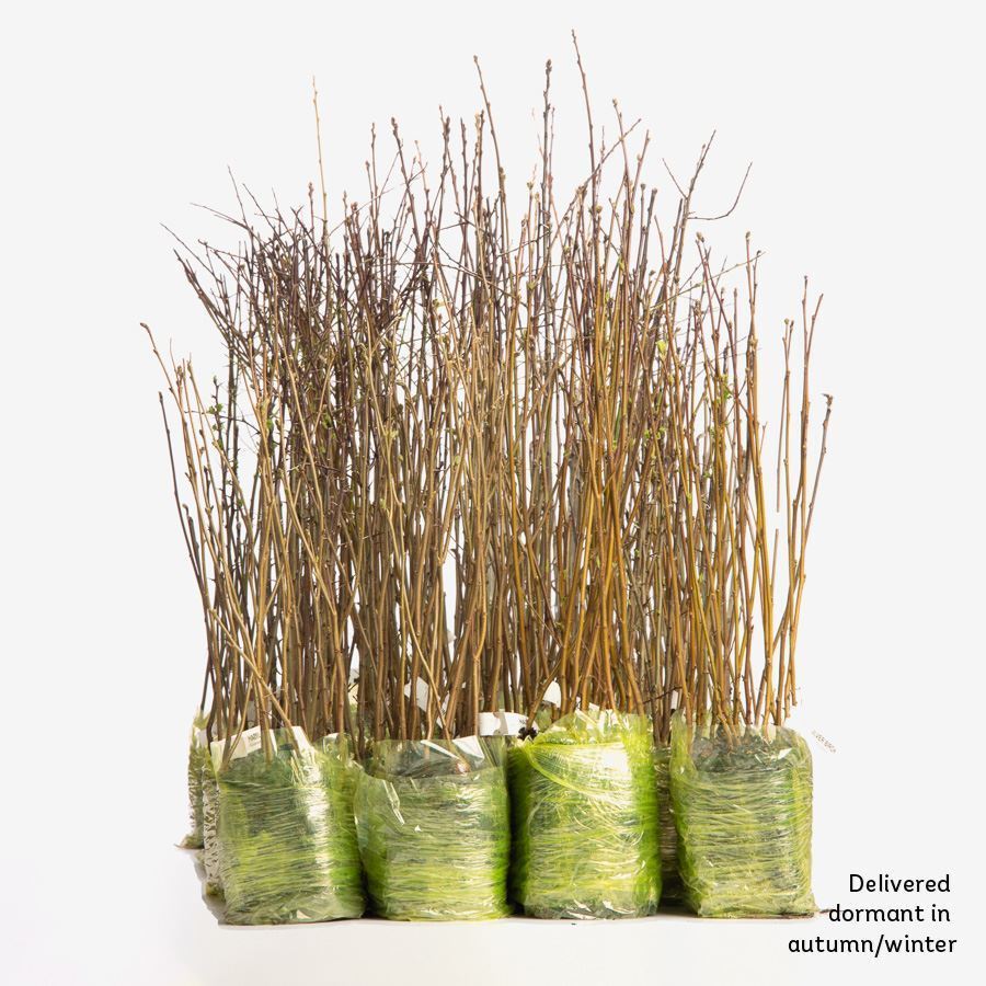 British Trees for Wildlife For Sale: Tree Packs - Woodland Trust ...