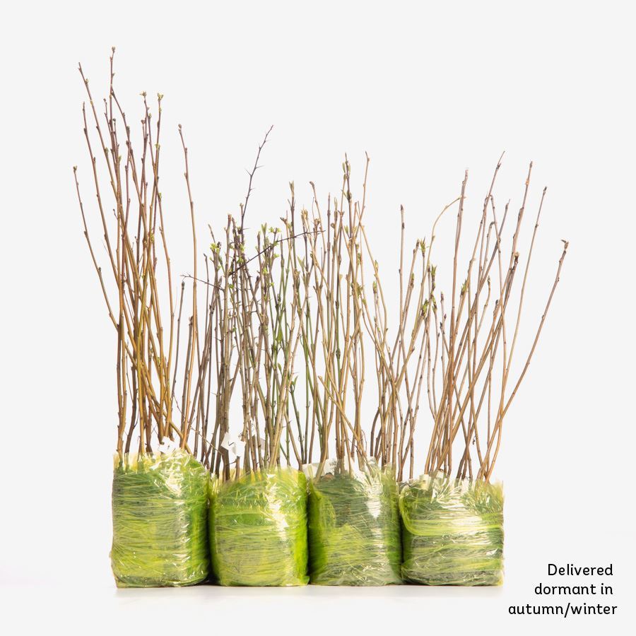 Buy a year round colour tree pack - Woodland Trust Shop | Woodland ...